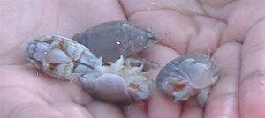 How to Treat Sand Flea Bites